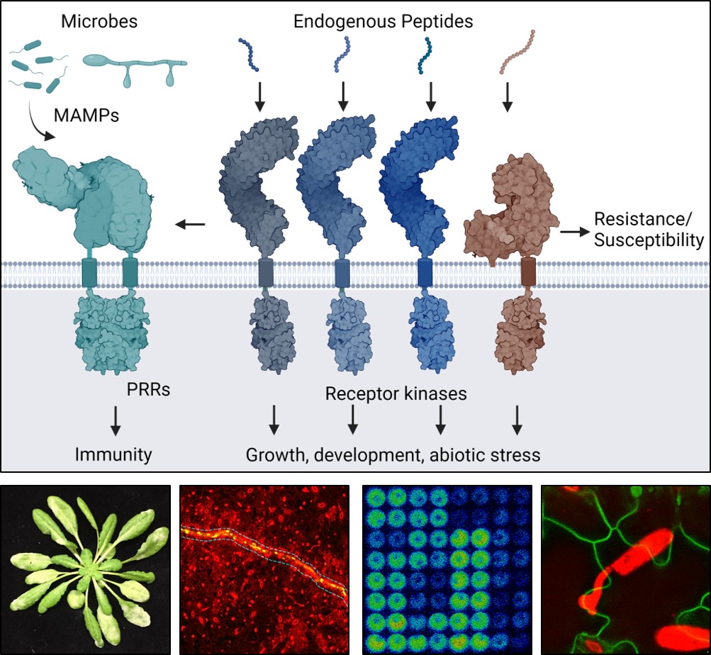 Plant peptide signalling - Chair of Phytopathology
