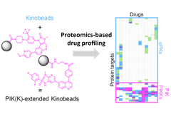 Chemoproteomic selectivity profiling of PIKK and PI3K kinase inhibitors ...